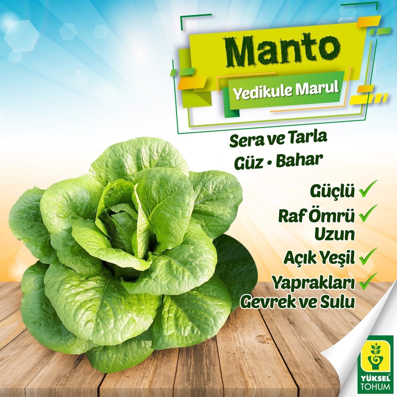 Manto Yedikule Tipi Marul Fidesi Fiyatı