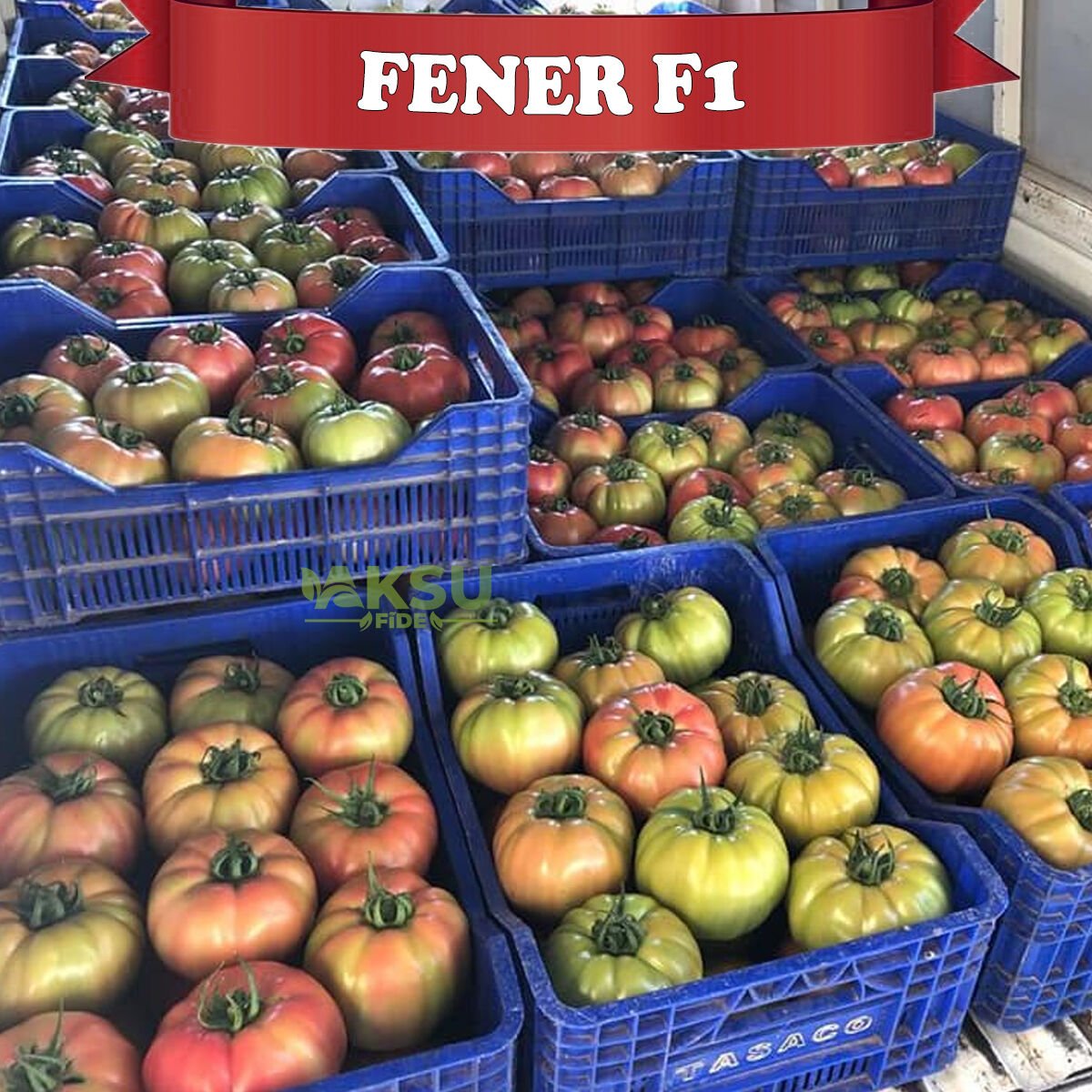 Fener F1 - Pembe Beef Domates Fidesi Fiyatı