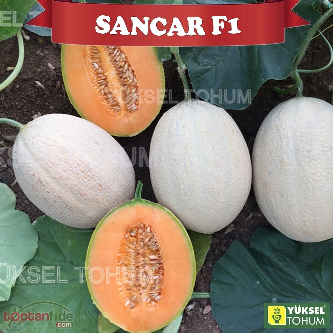 Sancar F1 Kavun Fidesi 150 Fideli Viyol Fiyatı
